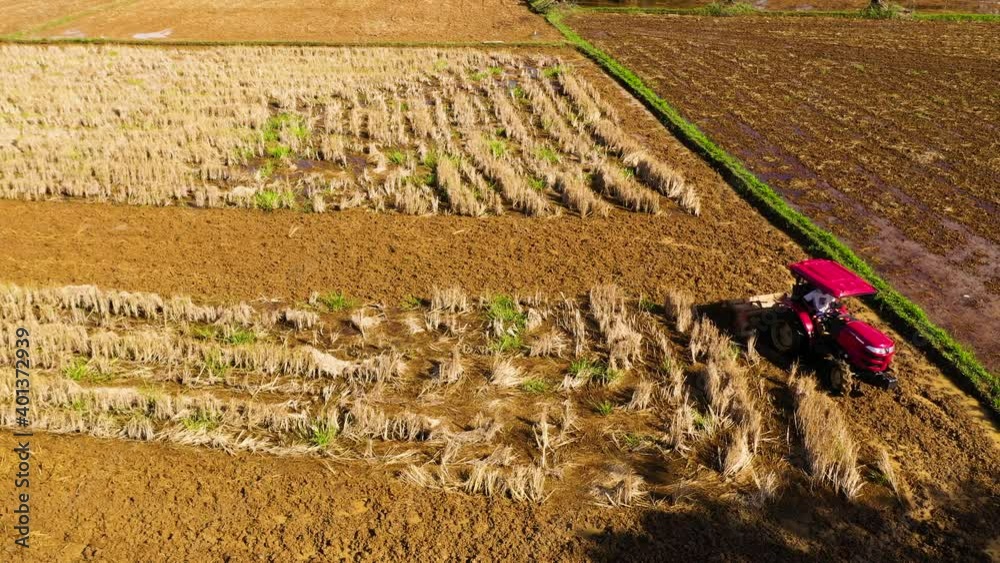 The tractor plows the land. Soil preparation for rice sowing ...