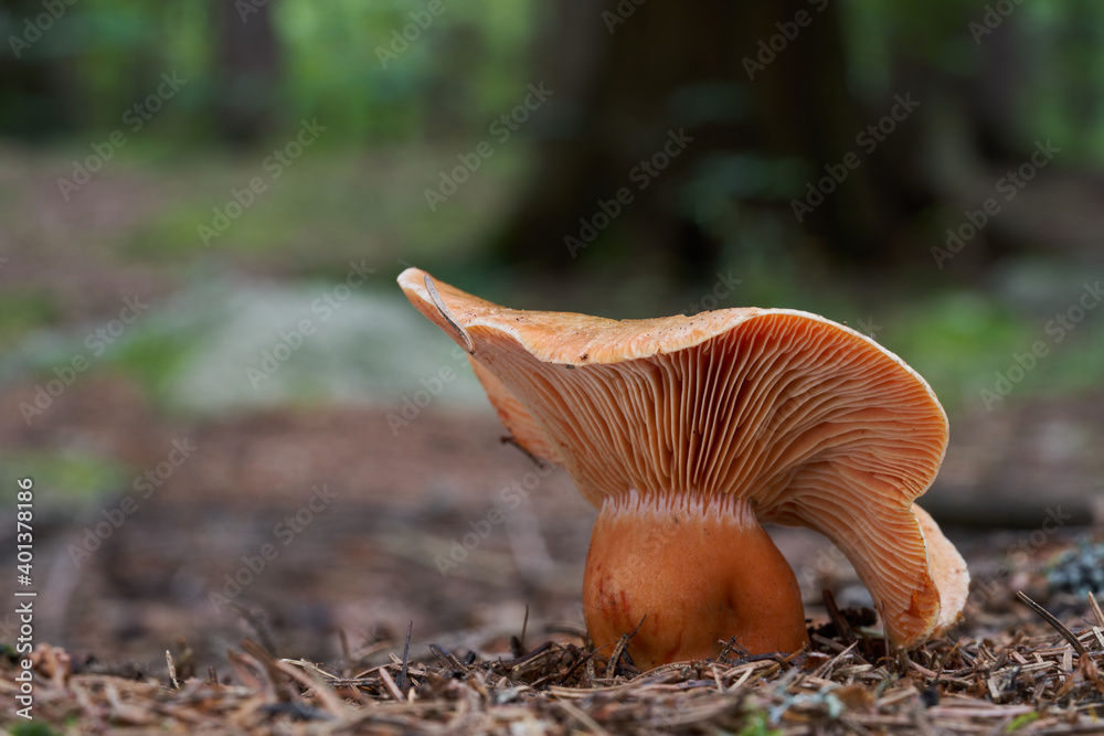 Foto de Edible mushroom Lactarius deterrimus in the spruce forest ...