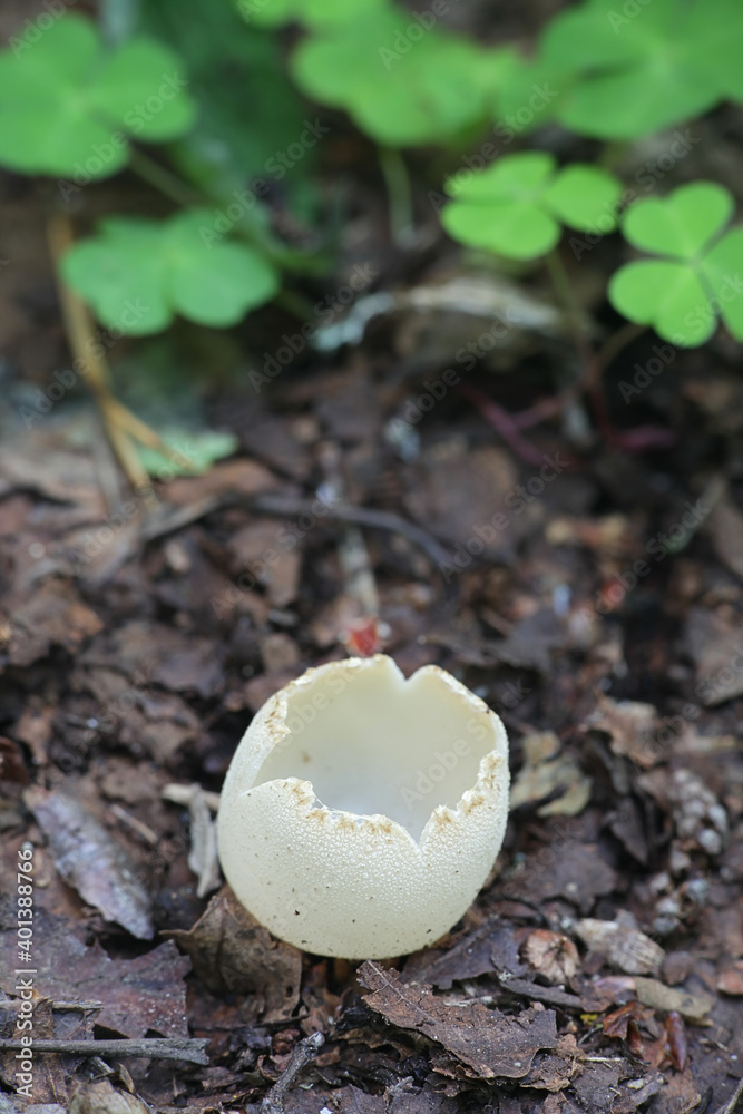 Tarzetta catinus, also called Galactinia pustulata or Peziza pustulata ...