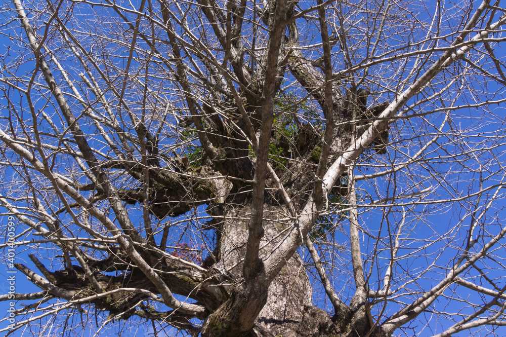 Dead tree along the Kurama River next to Ninose Station, Kurama Ninose ...