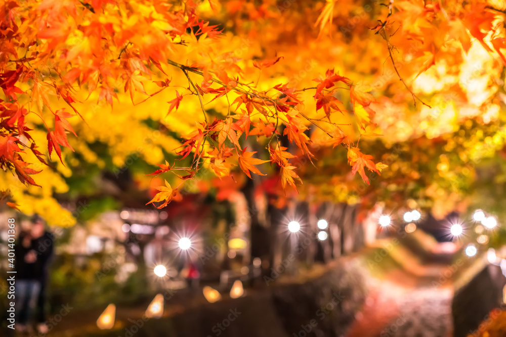 Night display of the colorful trees in autumn at Fujikawaguchiko next ...