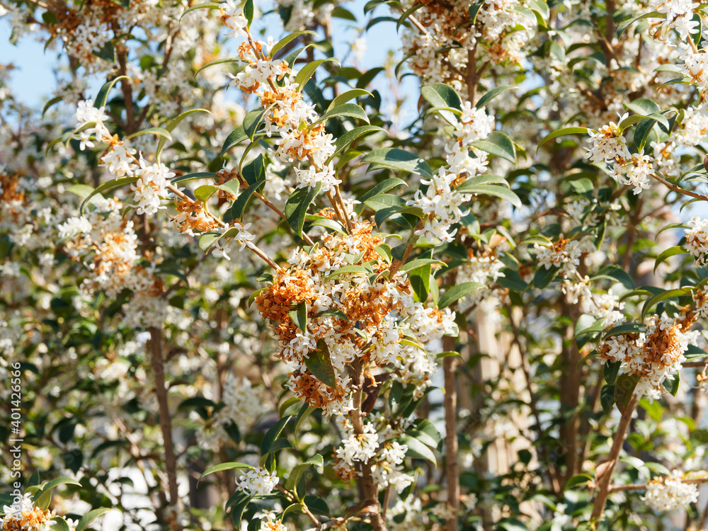 Troène de Californie (Ligustrum ovalifolium) ou troène à feuilles ...