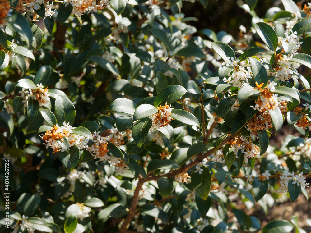Ligustrum ovalifolium) Troène de Californie ou troène vert aux ...