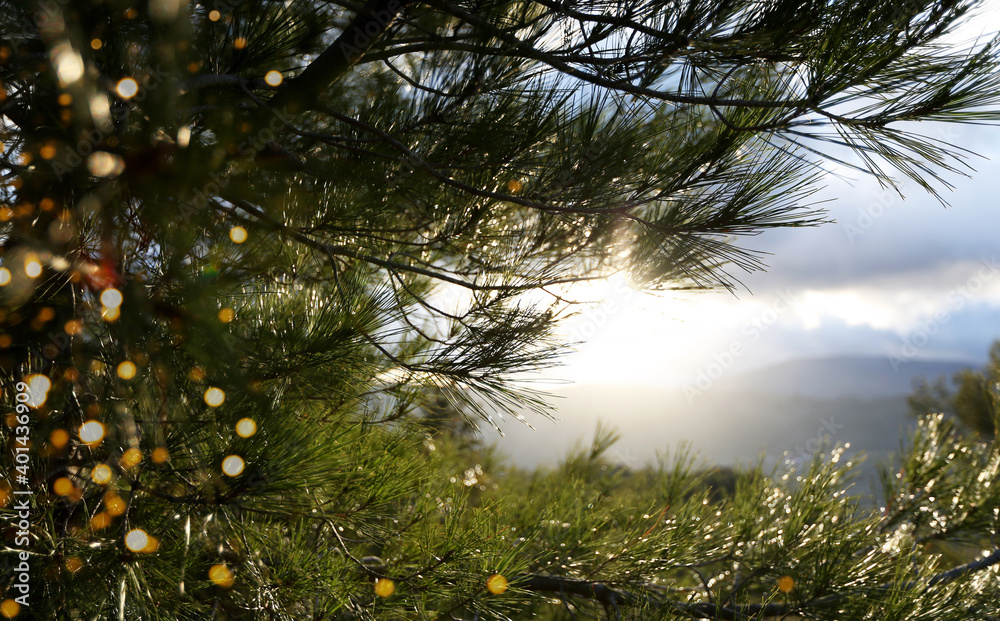 Beautiful landscape about evergreen tree and blurred sky background ...
