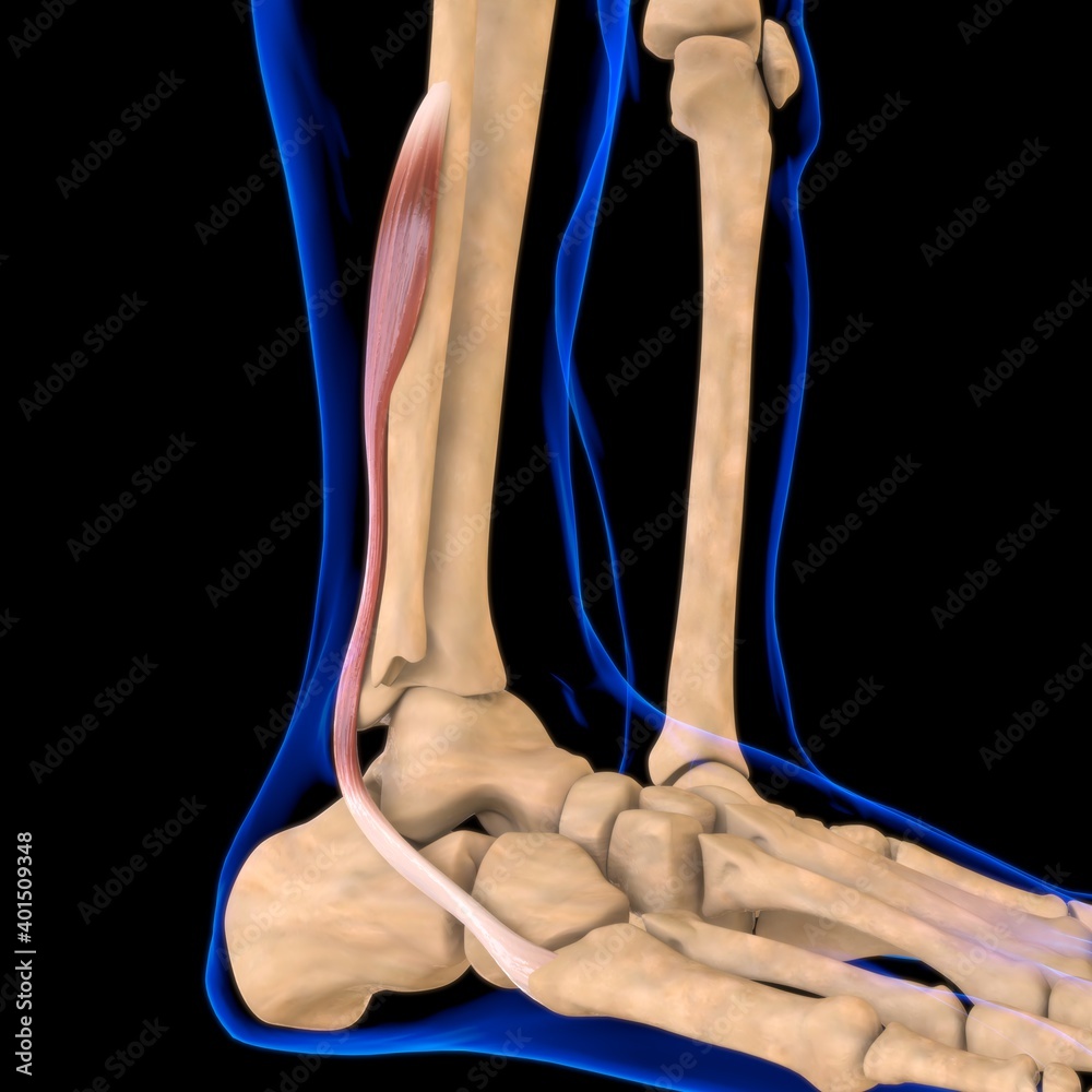 Peroneus Brevis Muscle Anatomy For Medical Concept 3D Illustration ...