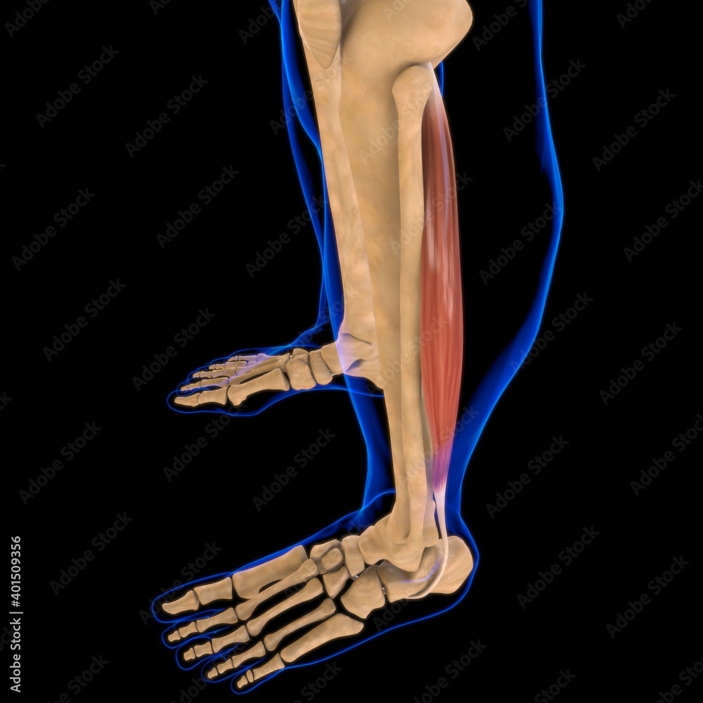 Peroneus longus Muscle Anatomy For Medical Concept 3D Illustration ...
