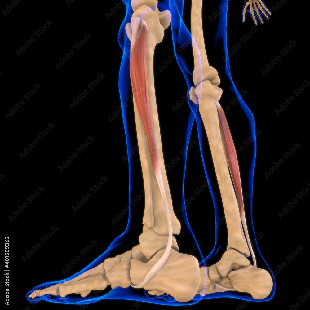 Peroneus longus Muscle Anatomy For Medical Concept 3D Illustration ...