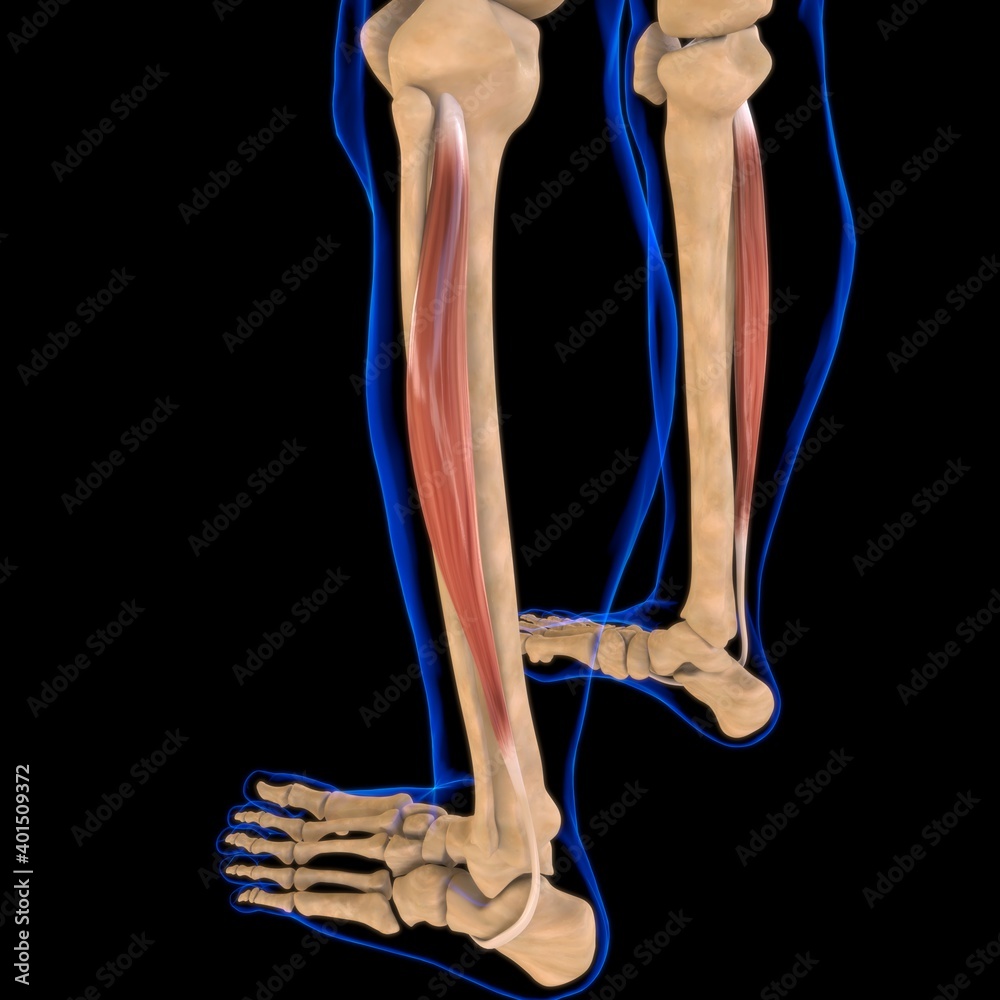 Peroneus longus Muscle Anatomy For Medical Concept 3D Illustration ...