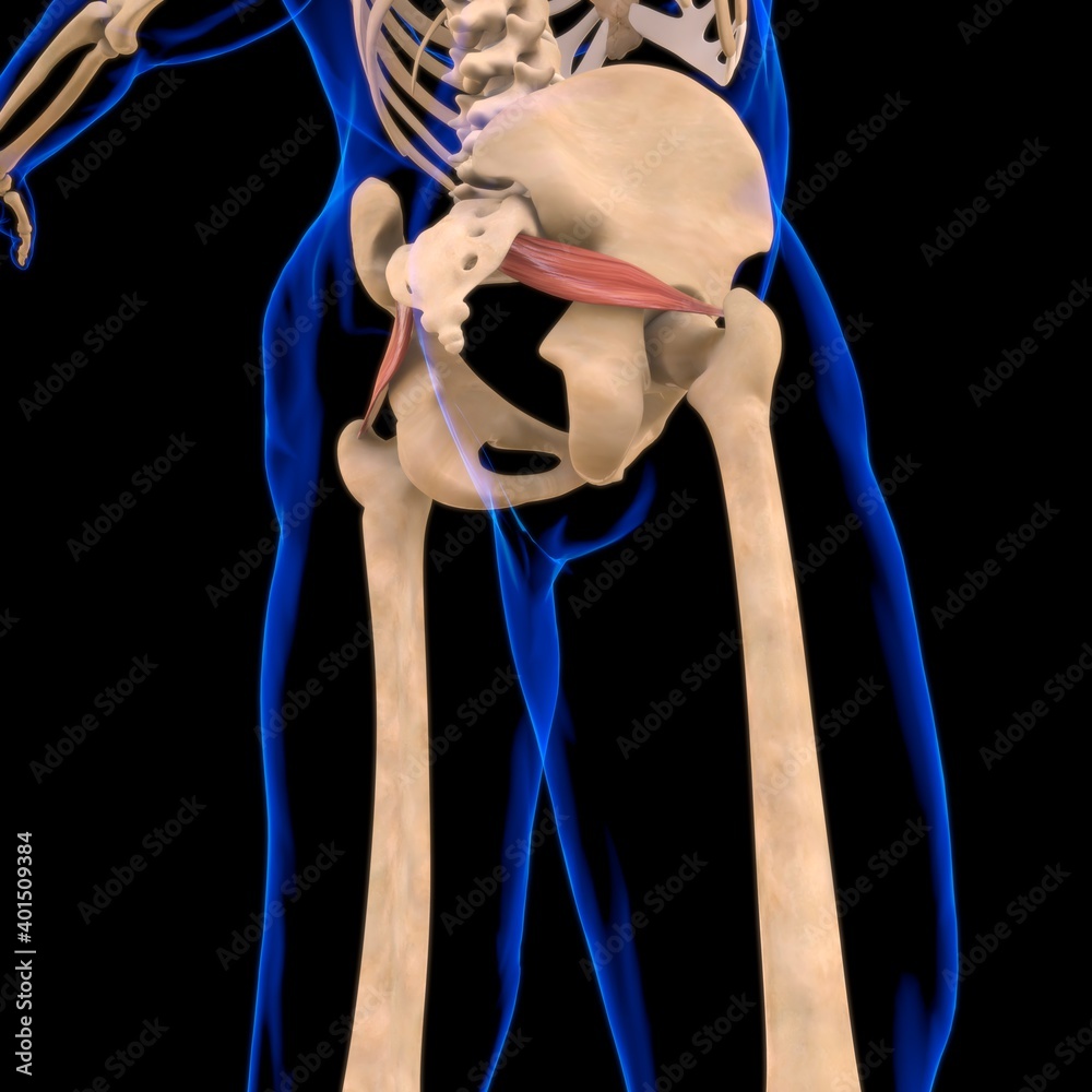 Piriformis Muscle Anatomy For Medical Concept 3D Illustration Stock ...