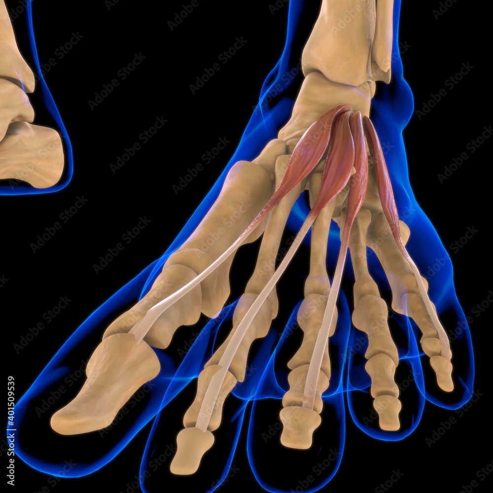 Extensor Hallucis Brevis Muscle Anatomy For Medical Concept 3D ...