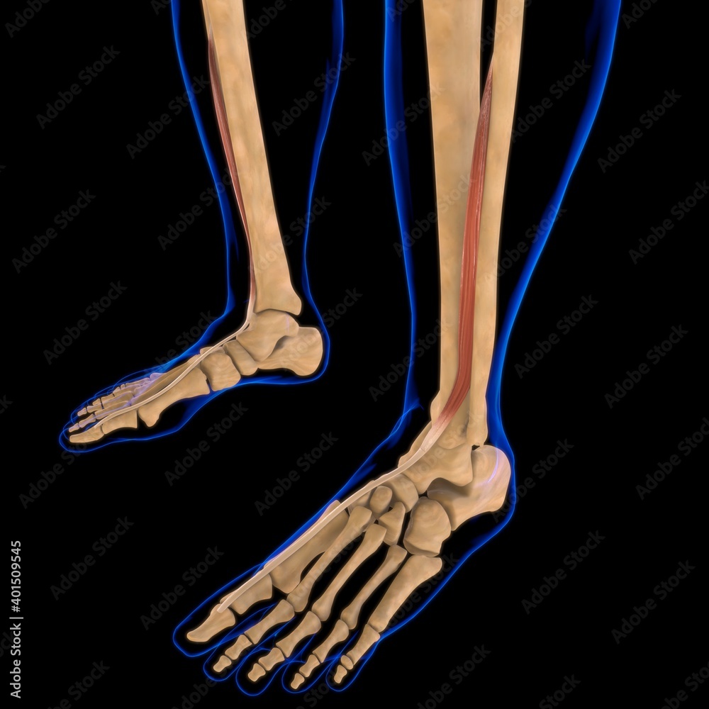 Extensor Hallucis Longus Muscle Anatomy For Medical Concept 3D ...
