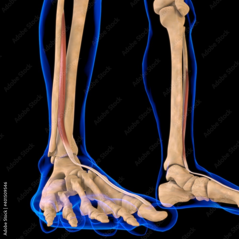 Extensor Hallucis Longus Muscle Anatomy For Medical Concept 3D ...