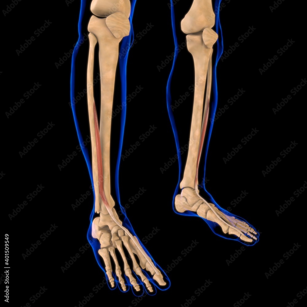 Extensor Hallucis Longus Muscle Anatomy For Medical Concept 3D ...