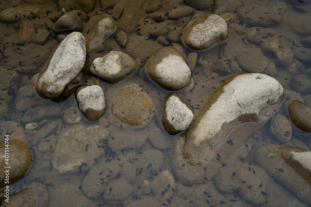Tadpole (the larval stage in the life cycle of an amphibian), Senda ...
