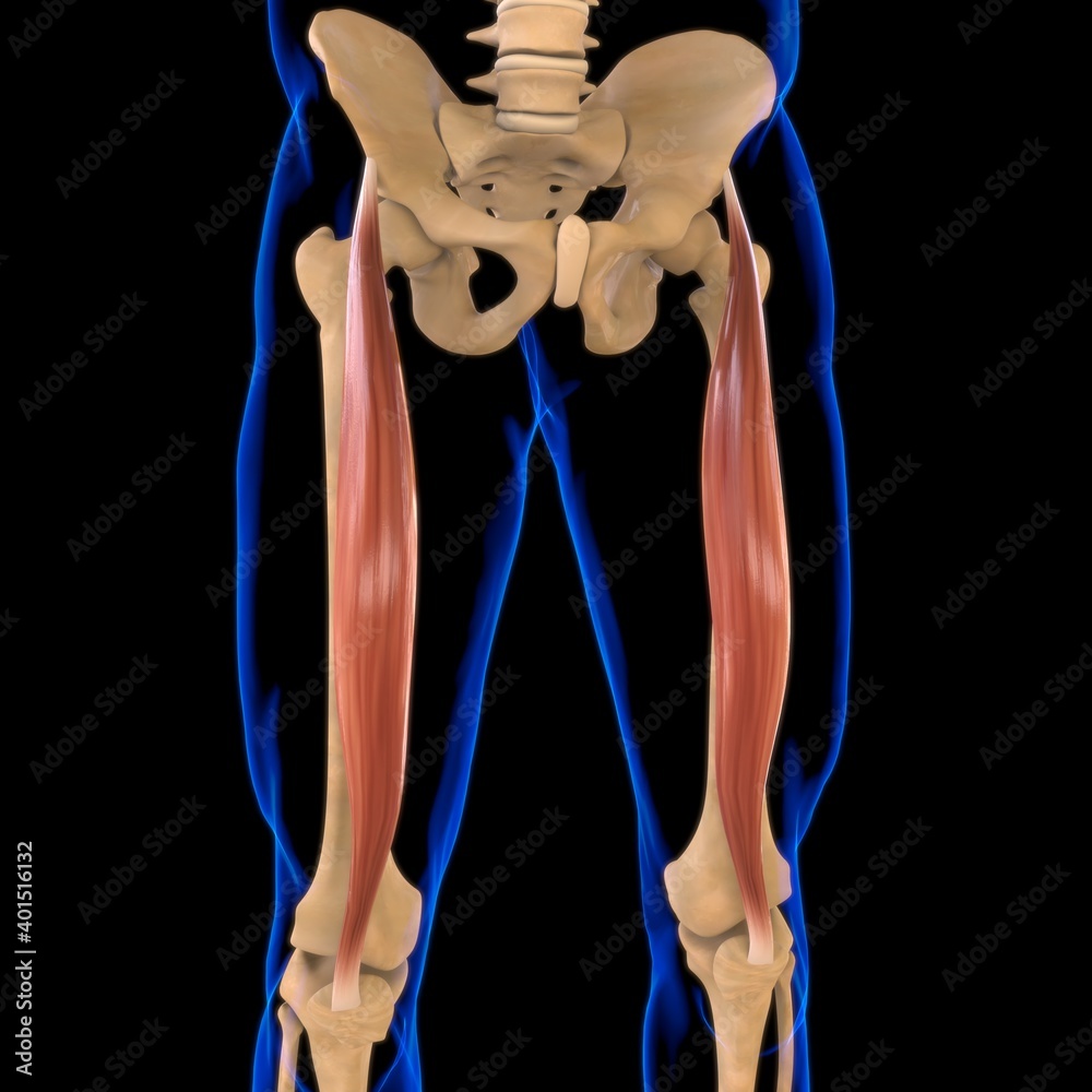 Rectus Femoris Muscle Anatomy For Medical Concept 3D Illustration Stock ...