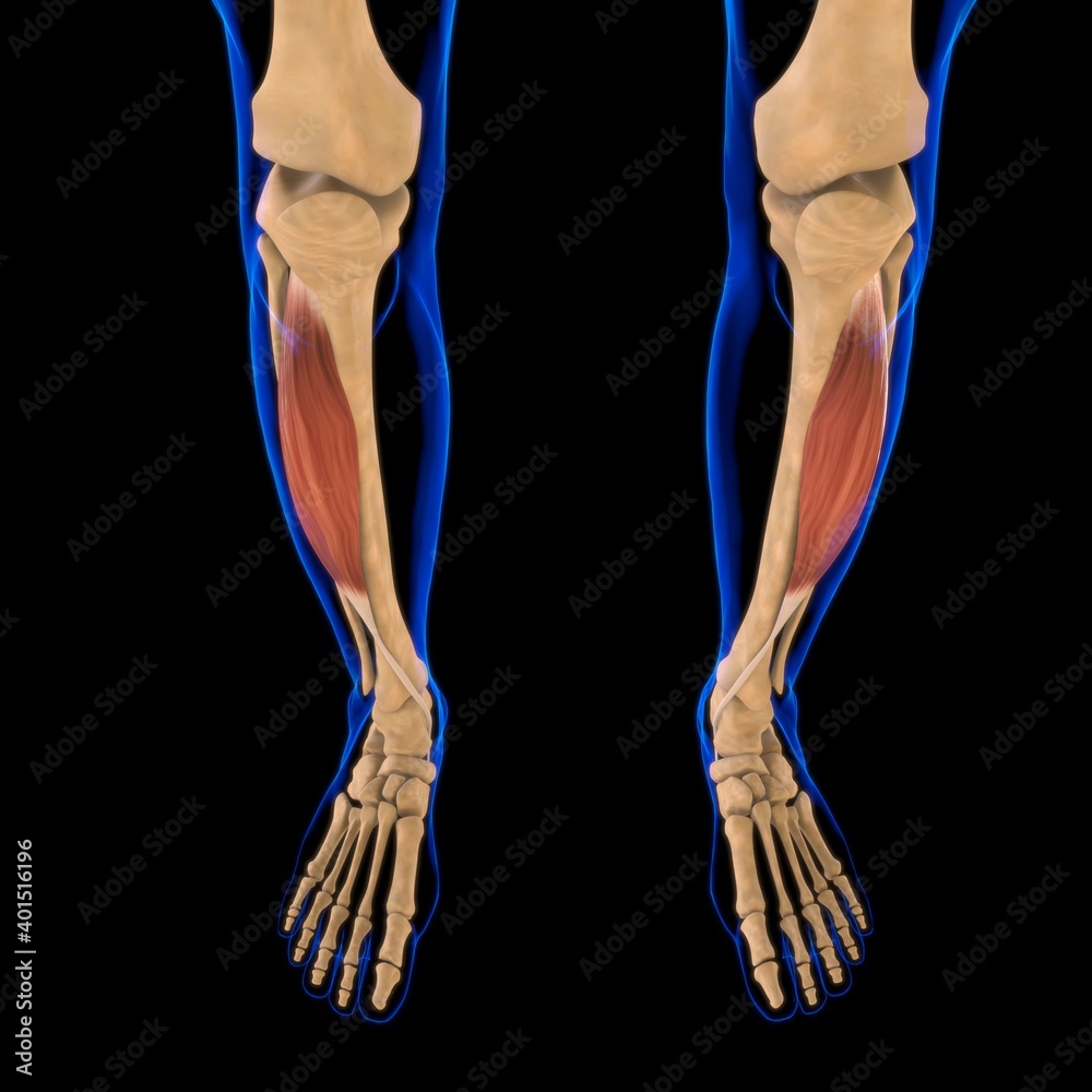 Tibialis Anterior Muscle Anatomy For Medical Concept 3D Illustration ...