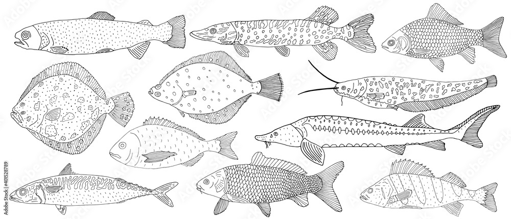 River and sea fish, set. Hand drawing of different fish. Vector ...