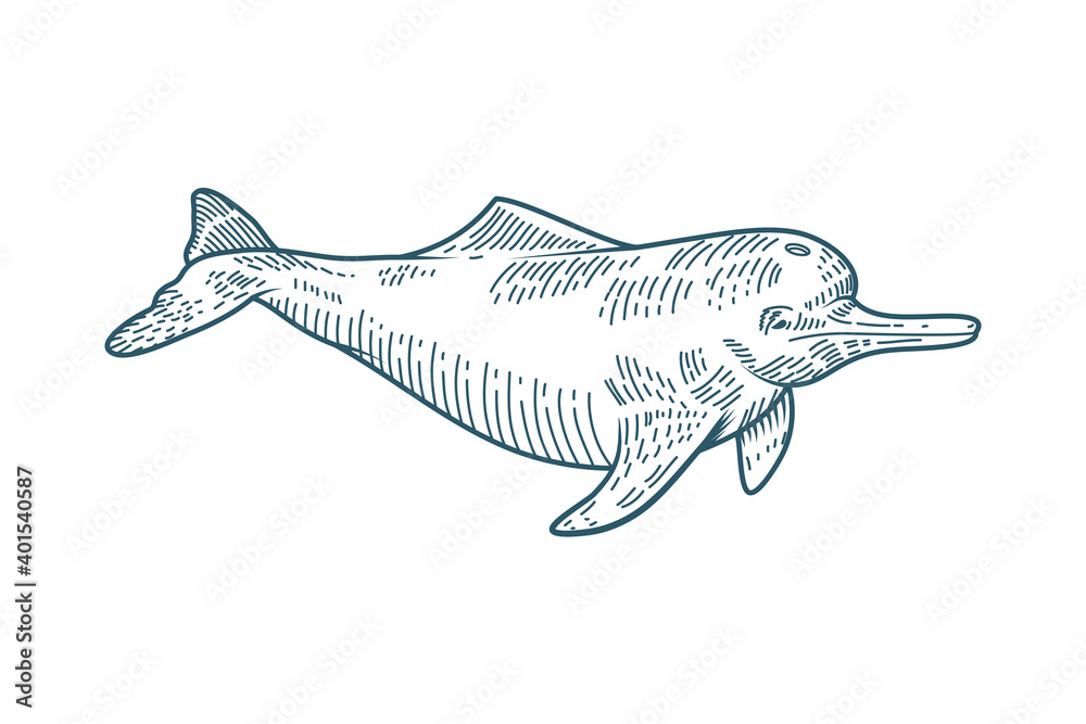 dolphin realistic character drawn style icon Stock Vector | Adobe Stock