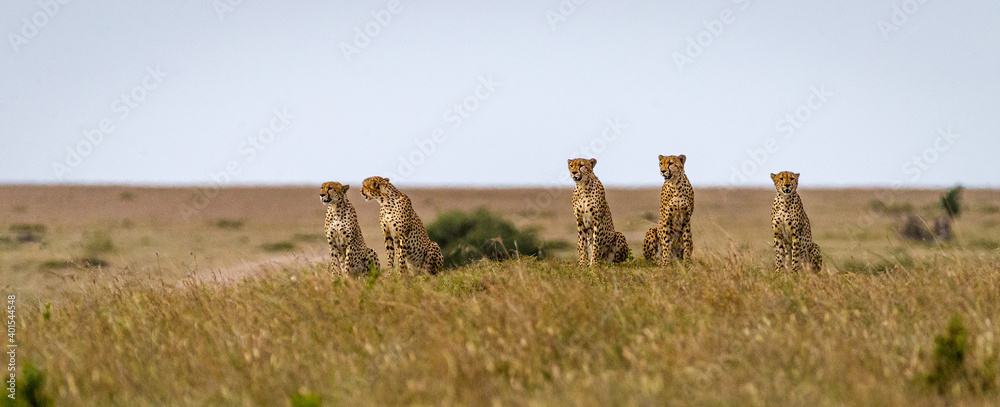 Image of the famous cheetah's the musketeers in Masai Mara Stock Photo ...