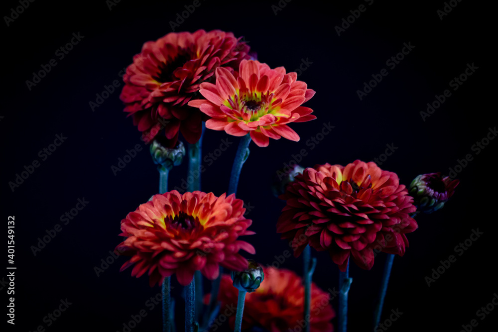 Flor conocida con el nombre de Margarita, de vistosos colores Stock ...
