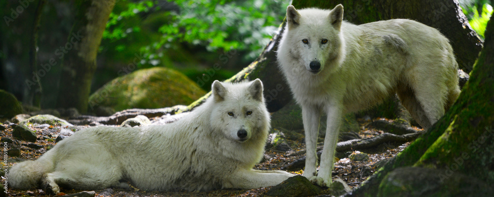 Panoramique couple de loups blancs d'Europe en forêt Stock Photo ...