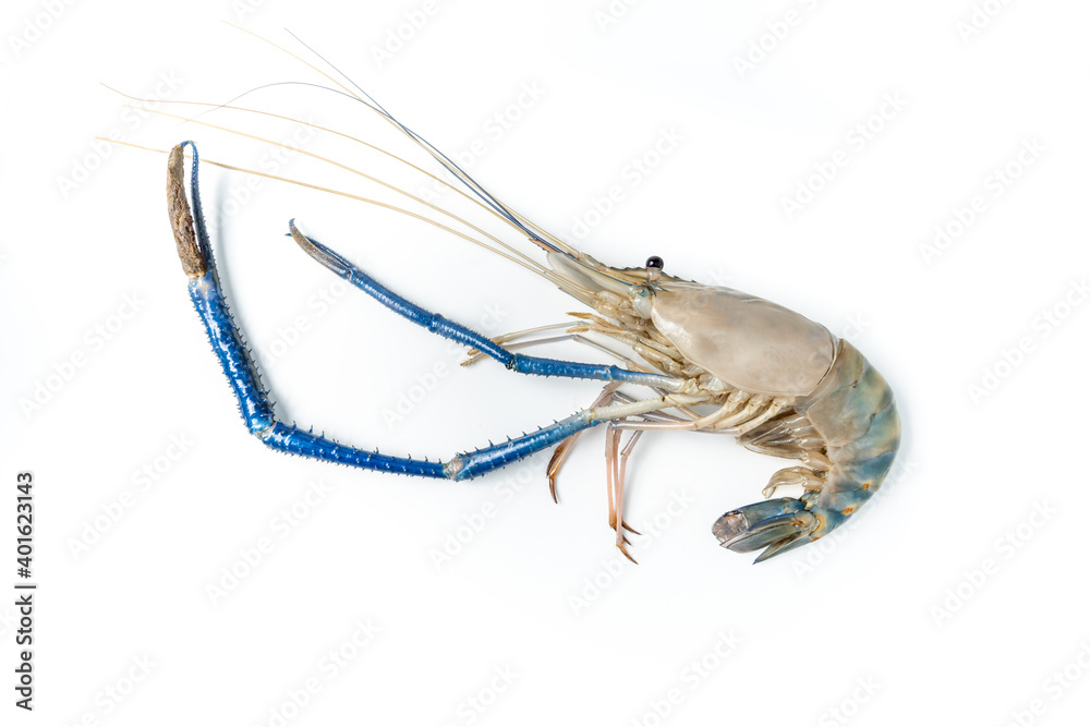 Fresh shrimp and long arm isolated on white background. The giant river prawn on white ...