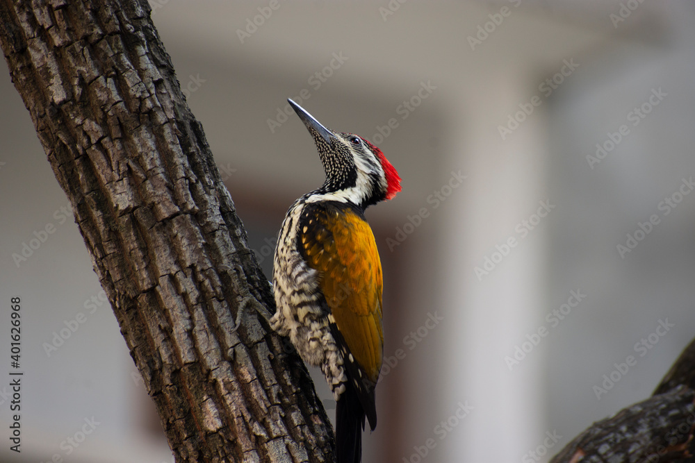 The black rumped flameback also known as the lesser golden backed ...