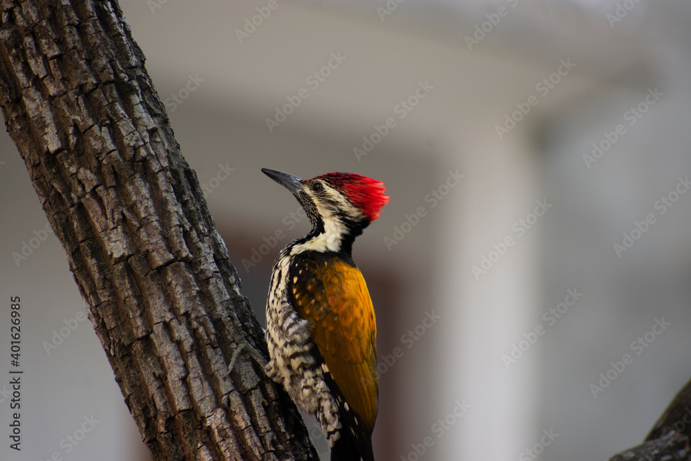 The black rumped flameback also known as the lesser golden backed ...