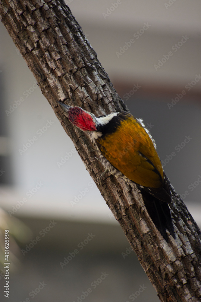 The black rumped flameback also known as the lesser golden backed ...