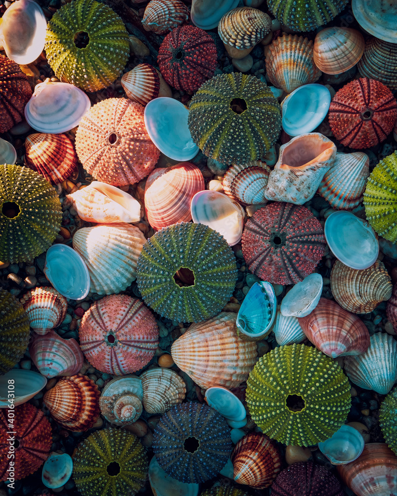 a collection of sea urchins and shells laying on the beach, natural ...