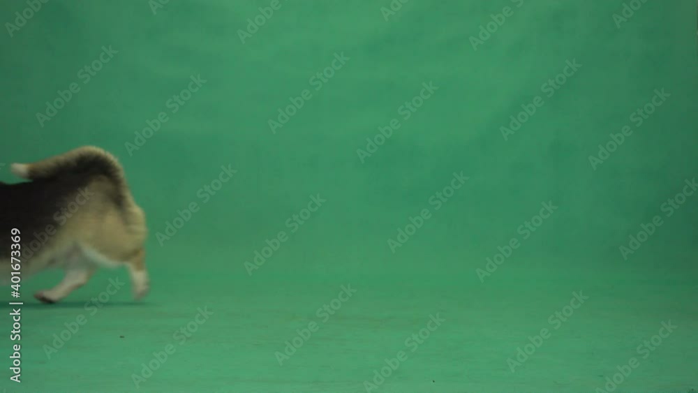 dog running on green screen. Welsh corgi training. Chroma key Stock ビデオ ...