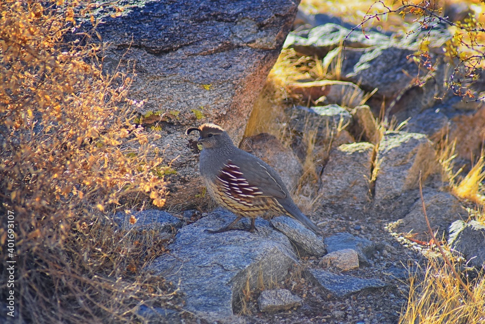 Gambel's Quail, Callipepla gambelii, running and foraging in a flock ...