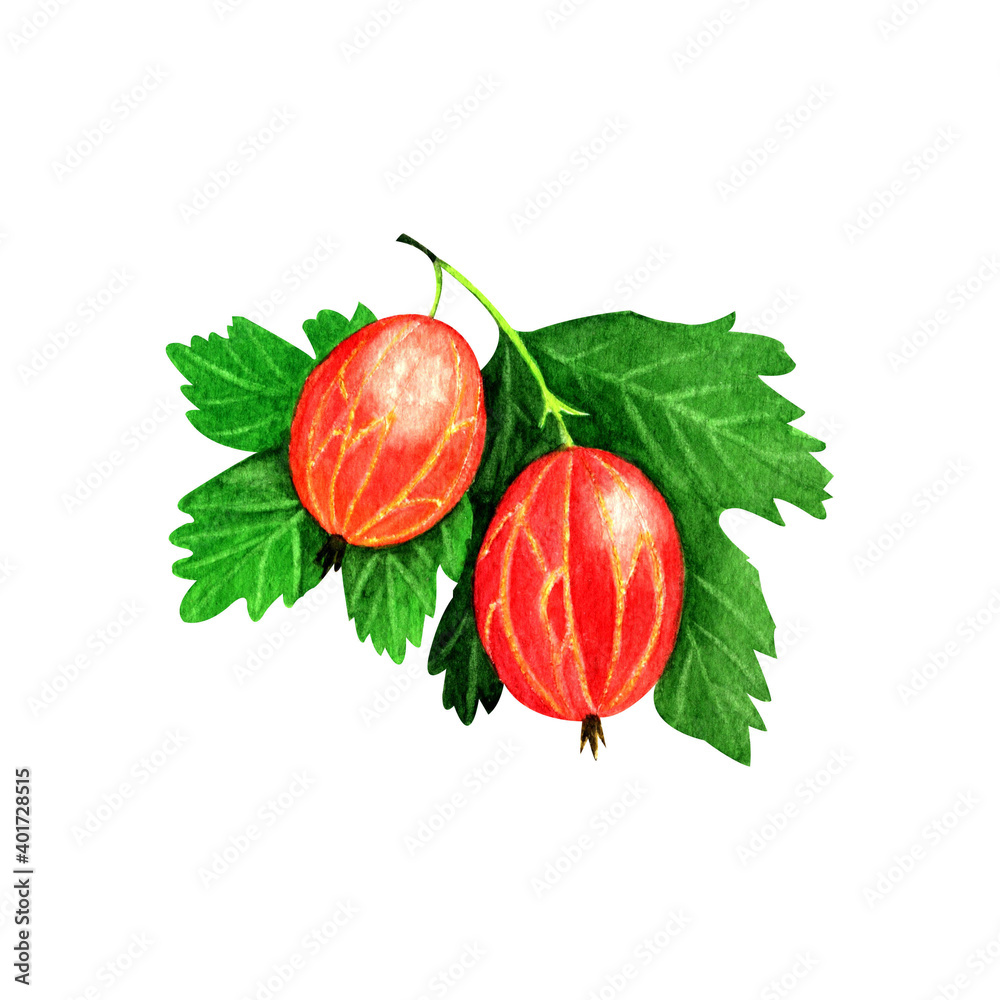 Watercolor illustration of two gooseberry with green leaf.Isolated on ...