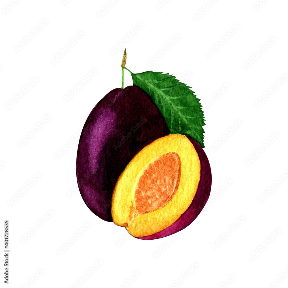Watercolor illustration with whole and half a prune.Isolated on white ...