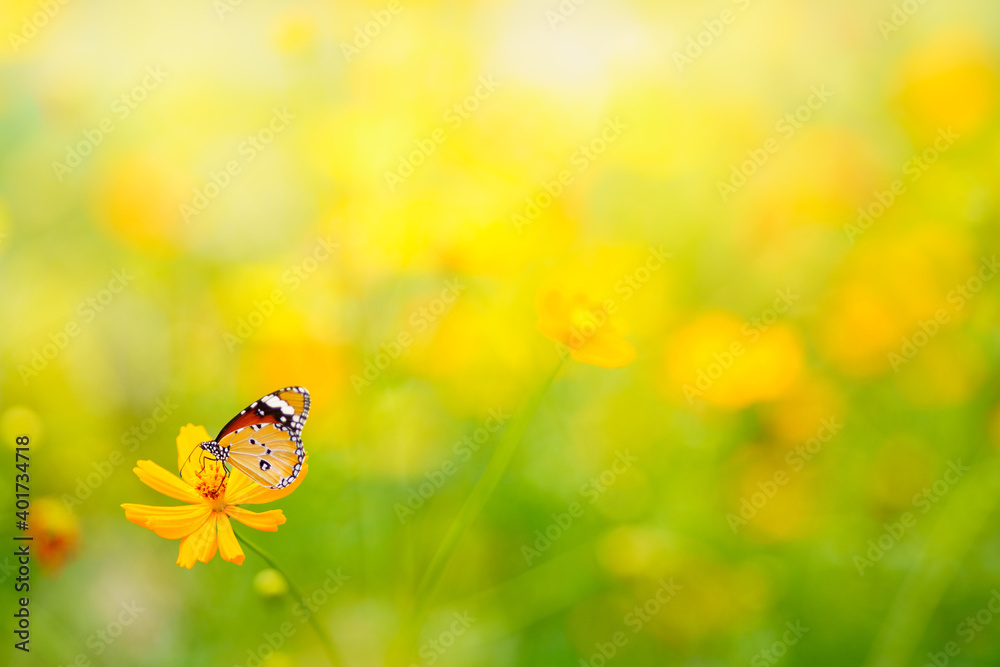 Nature of butterfly and flower in garden using as background ...