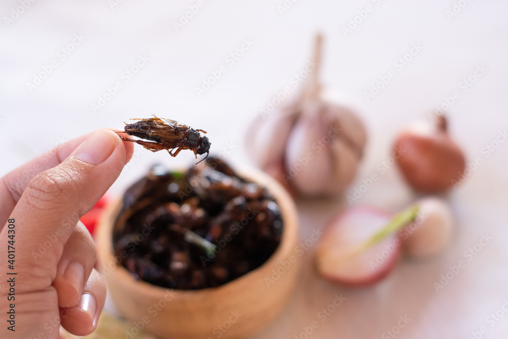 Hand holding fried crickets in wooden bow as edible insects on white ...