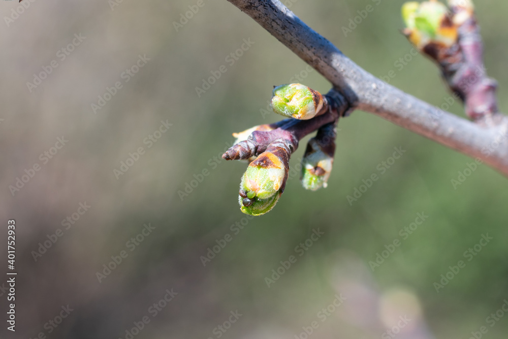 Tiny bugs called aphid are damages cherry tree leaves. Parasites in ...