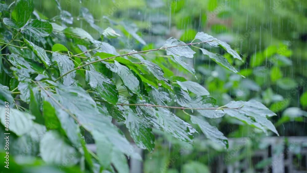 The rain hitting against the green tree leaves in the park; water drops ...