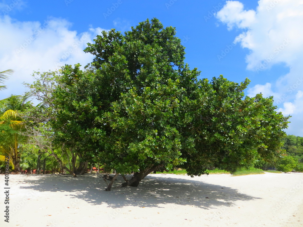 Calophyllum inophyllum / Takamaka tree at the white sand beach Stock ...
