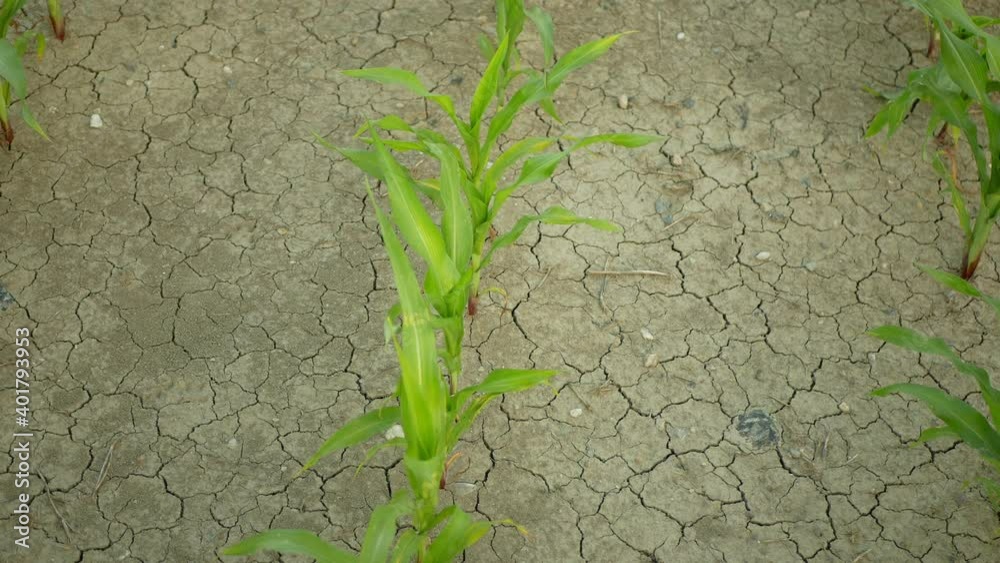 Maize corn drought field land leaves Zea mays, drying up soil, drying ...