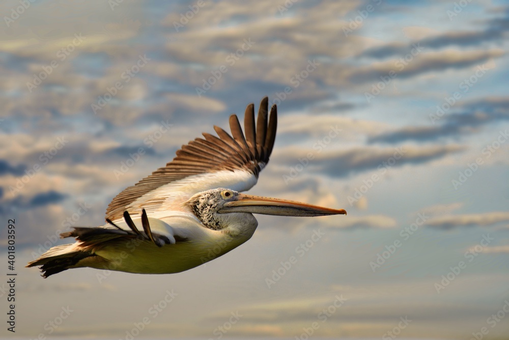 Spot-billed pelican flying high over area of Ranganathittu Bird ...