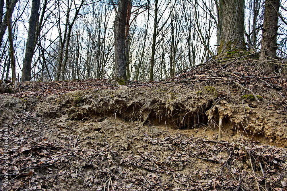 Exposed tree roots. Soil erosion.Loess rock slope wall in natural ...