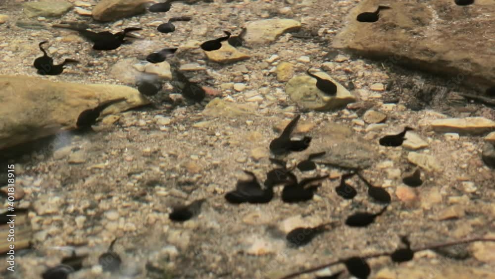 Tadpoles in the lake.Tadpoles are swimming in shallow. Tadpoles ...