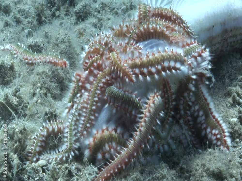 moray eel eaten by fire worms underwater cycle of life fireworm ocean ...