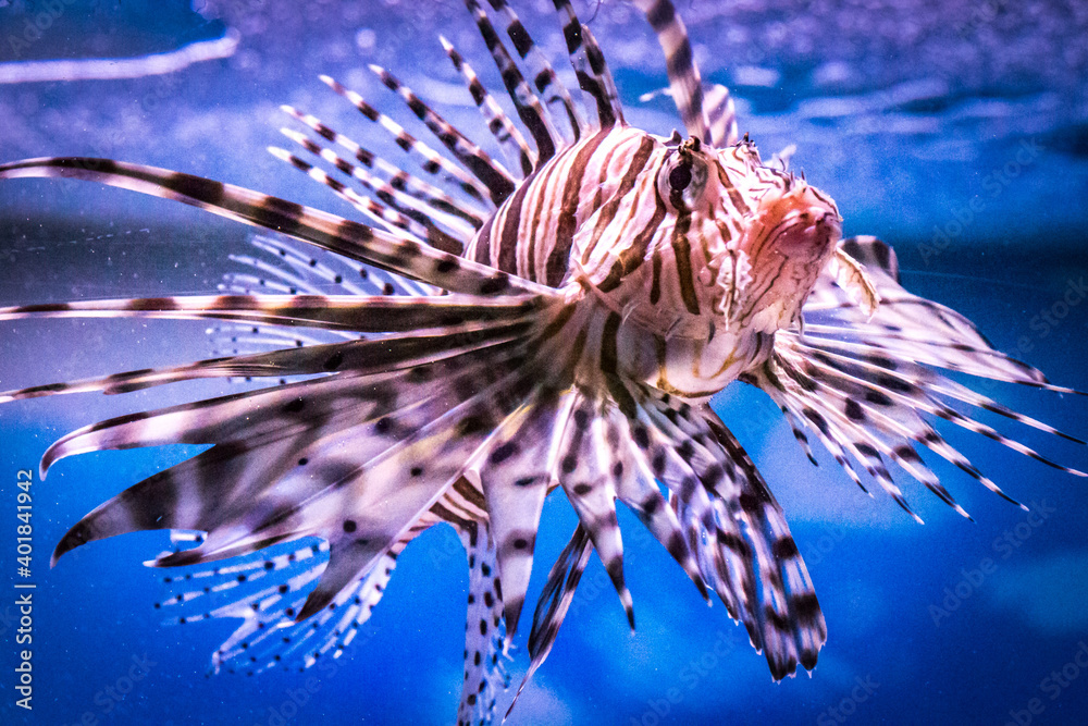 Poster lionfish in aquarium – Wall Art | UkPosters