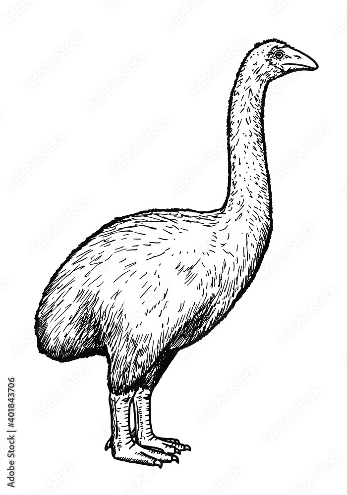 Drawing of Moa bird - hand sketch of extinct species Stock Vector ...