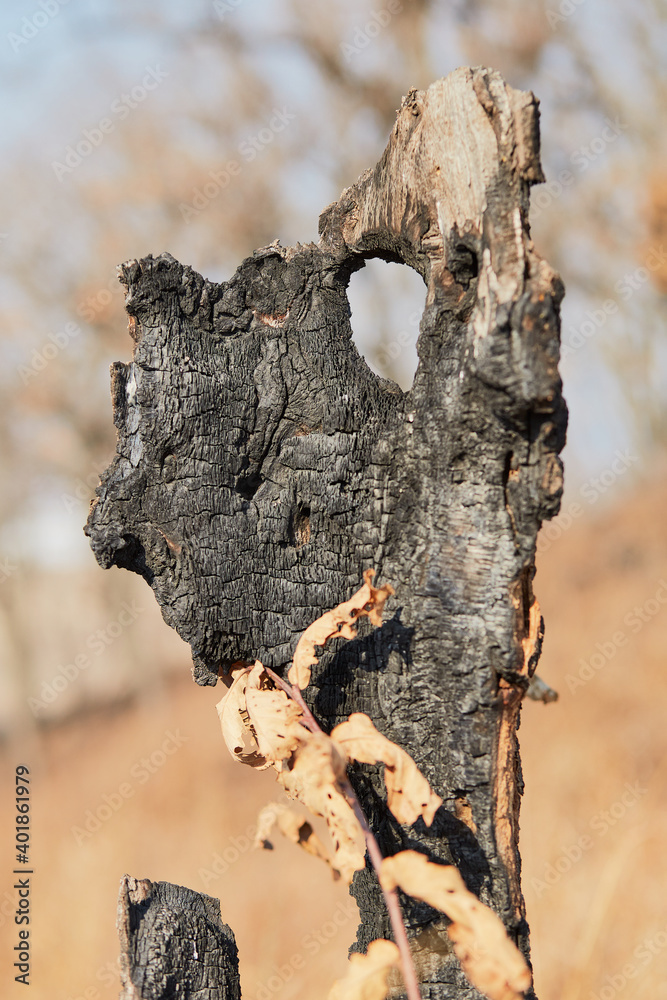 Burnt oak tree with through hole on blurred autumn background, forest ...
