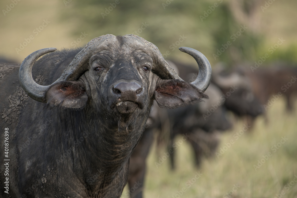 Dominant cape buffalo bull takes aggressive stance in front of heard in ...