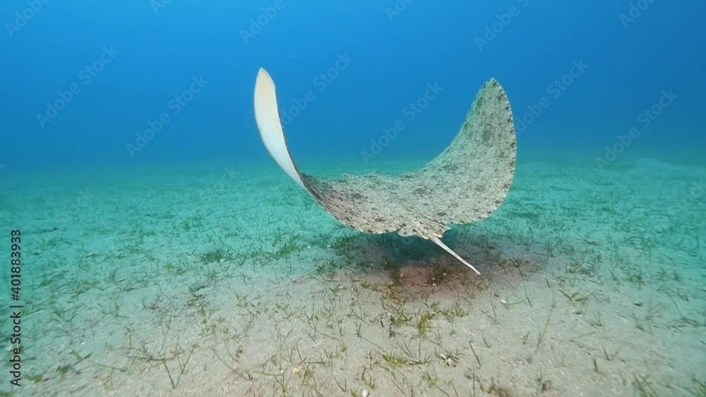 sting ray fish gymnura swimming underwater butterfly ray stingray ...