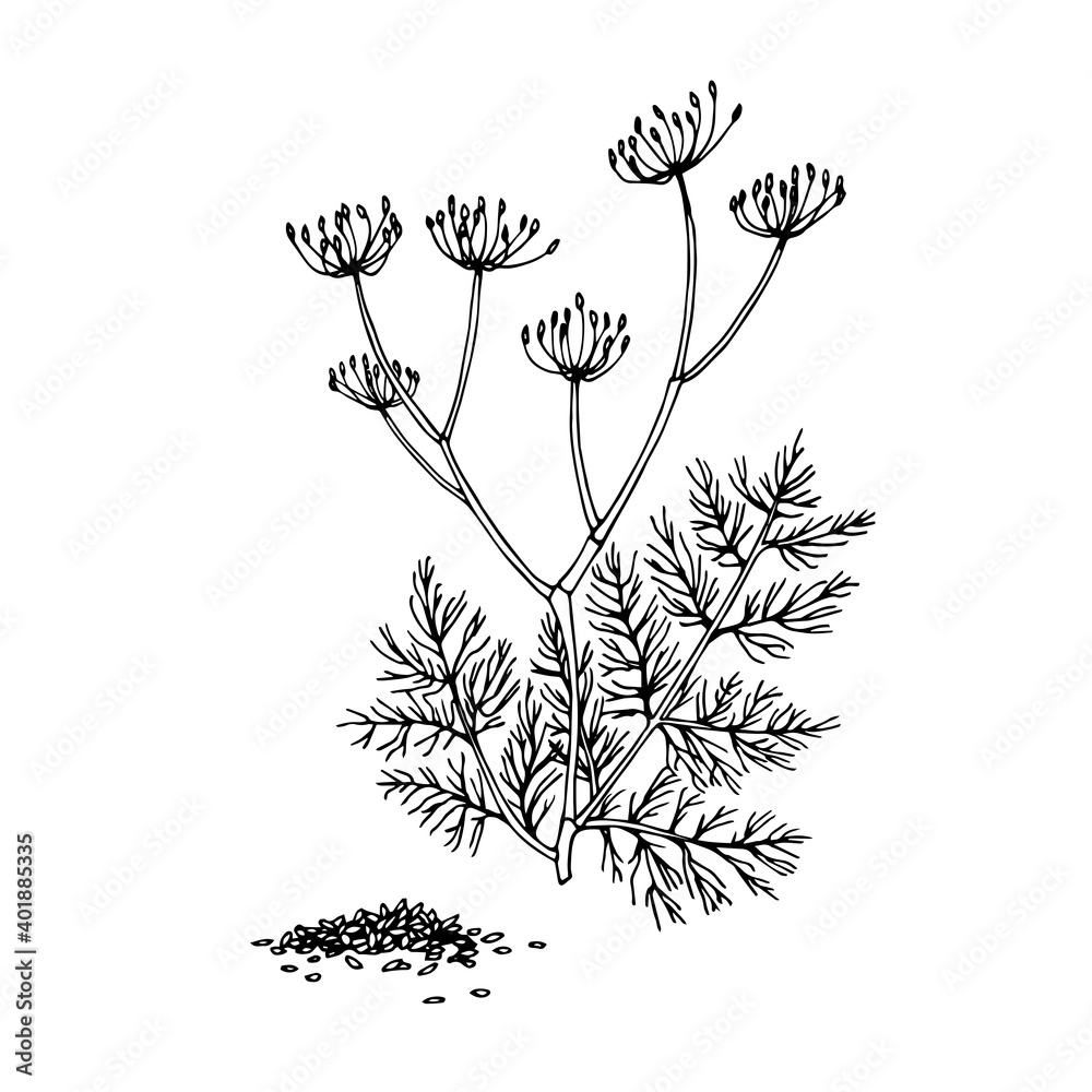 cumin with leaves and seeds, caraway, culinary spice for cooking ...